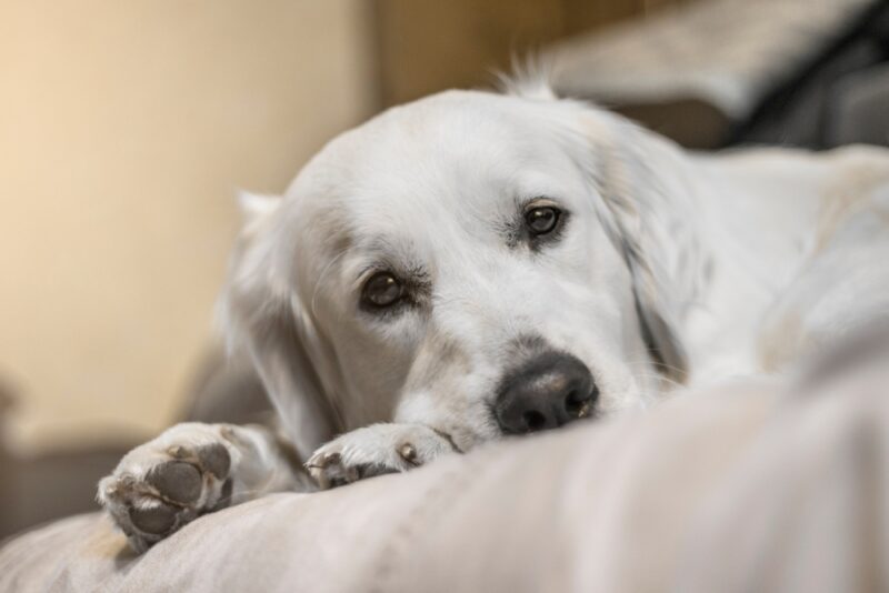 Managing Epilepsy in Dogs: What Pet Owners Should Know